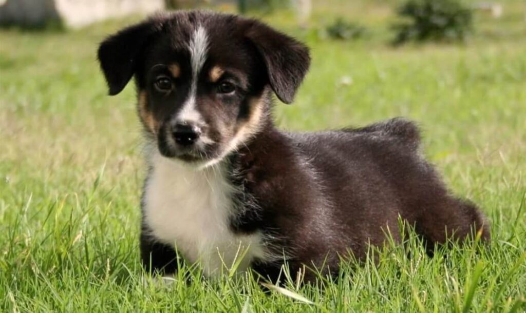 Auggie's Breed Care and Characteristics