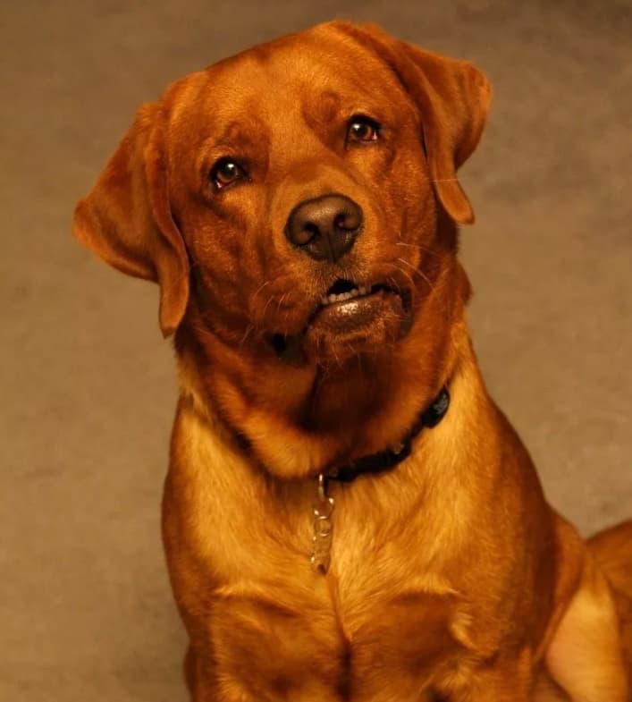 Fox Red Labrador Retriever: Characteristics and Other Information