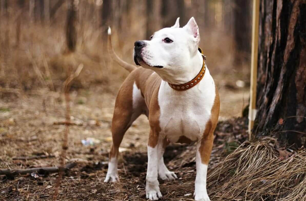 American Staffordshire Terrier Breed Description, Personality, and Photos