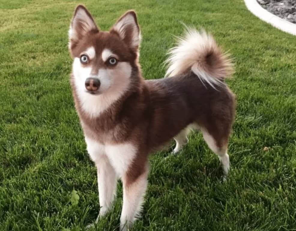Alaskan Klee Kai: Breed Description, Characteristics, and Photos