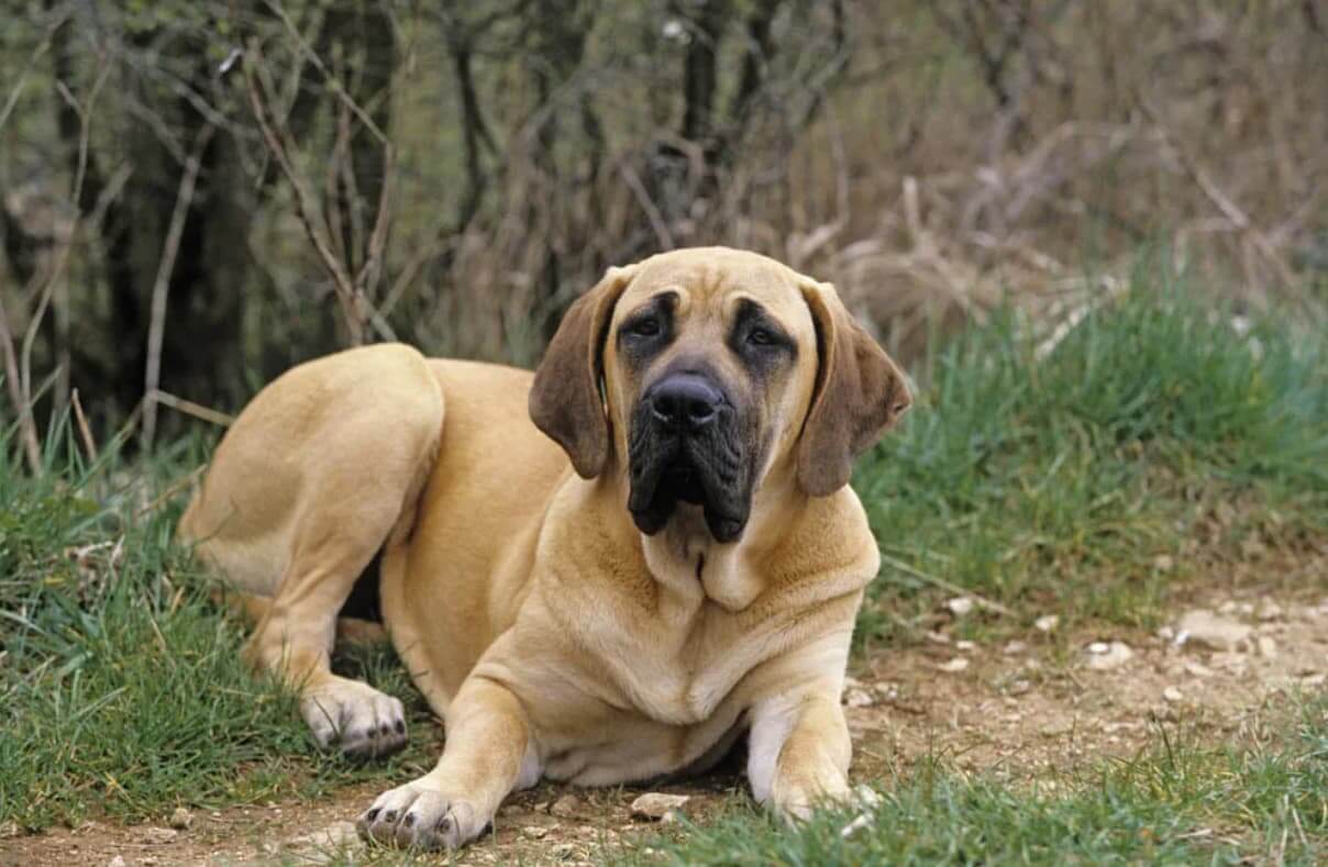 Fila Brasileiro – brave, energetic and clever dog breed