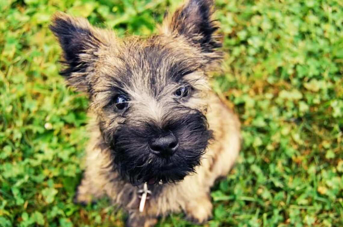 The Cairn (Kern) Terrier: The Breed's Characteristics And Dog Care