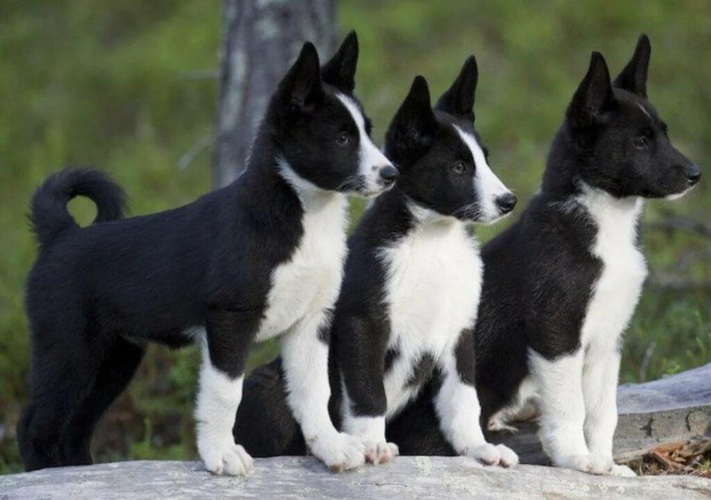 Karelian Bear Dog: Characteristics, Care, and Breed Information