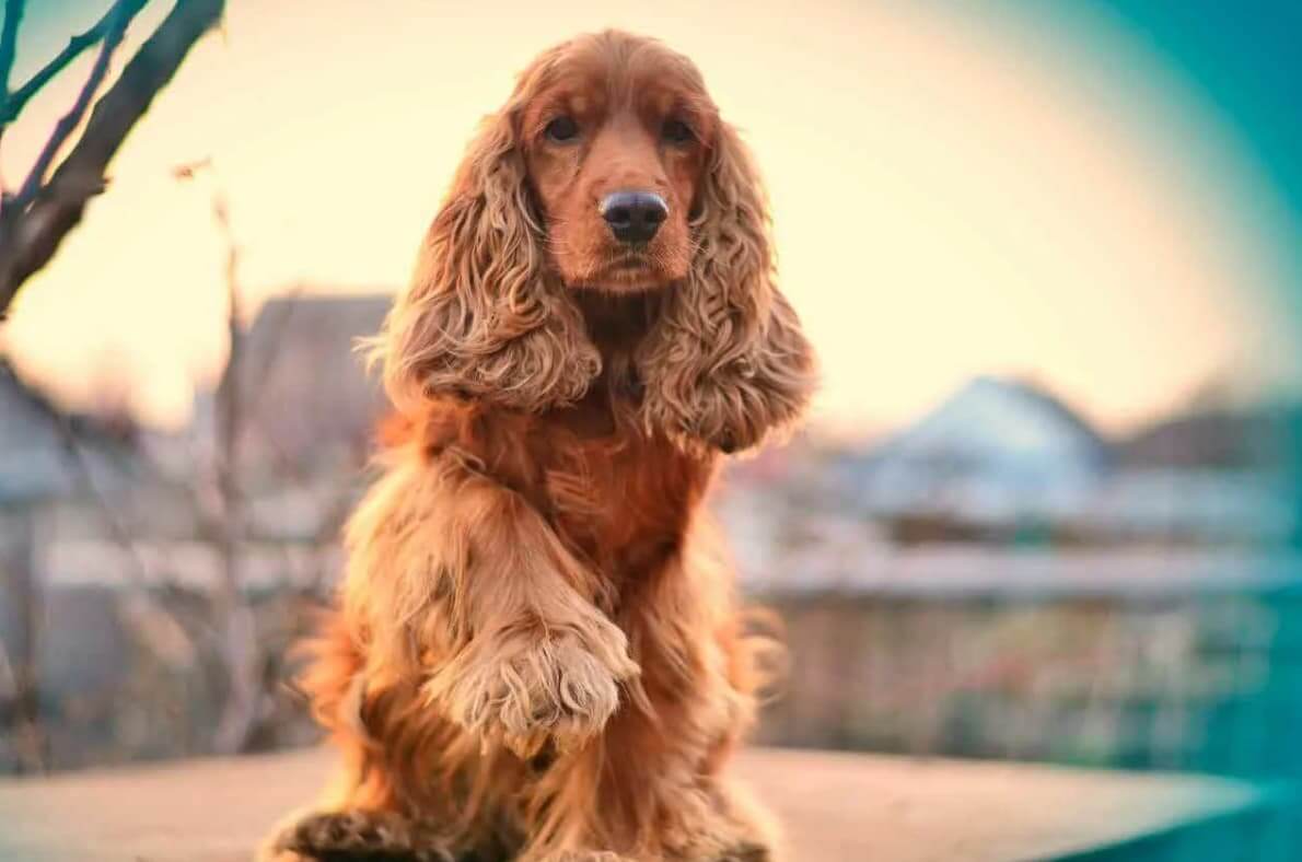 English Cocker Spaniel: Breed Characteristics And Dog Care