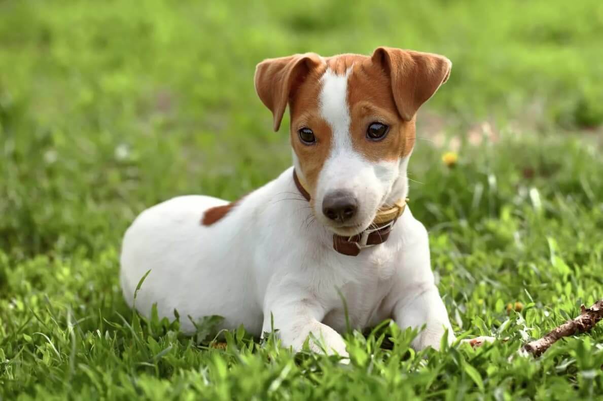 Jack Russell Terrier Pictures, Personality, And Breed Description